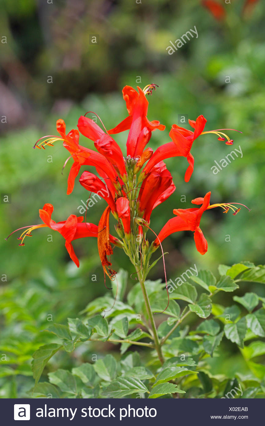 Blood Sage Salvia Coccinea High Resolution Stock Photography and Images ...