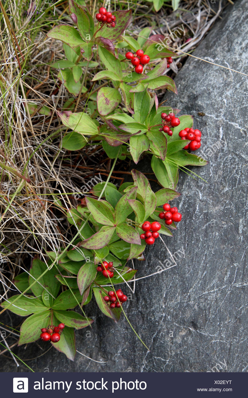 Buffalo Berry Stock Photos & Buffalo Berry Stock Images - Alamy