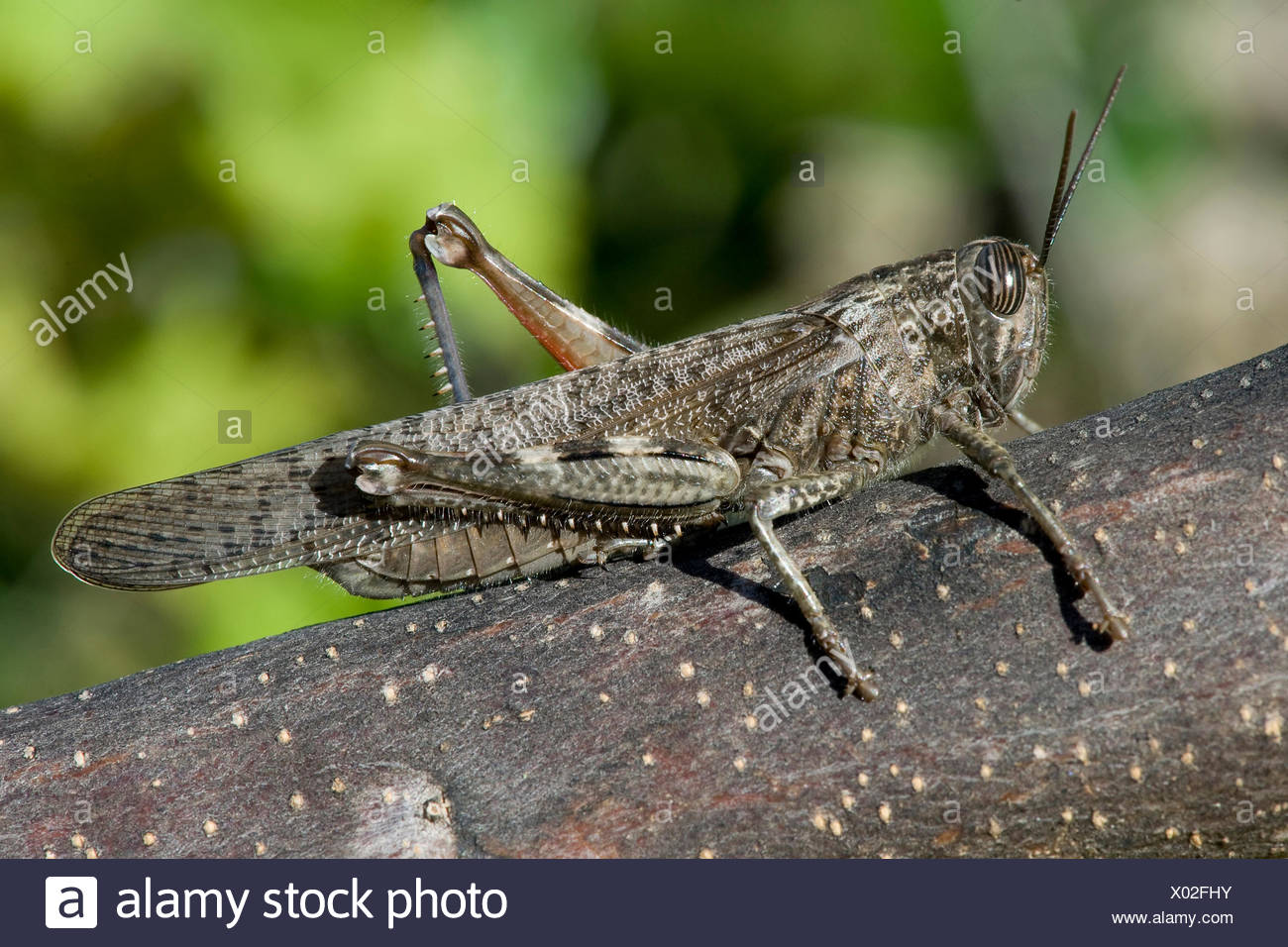 Egypt Locusts