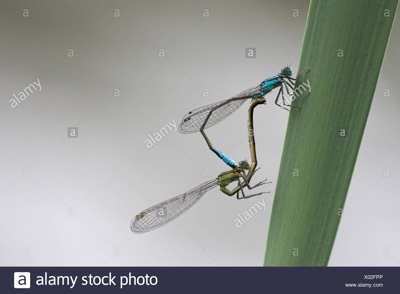 Kamasutra High Resolution Stock Photography and Images - Alamy