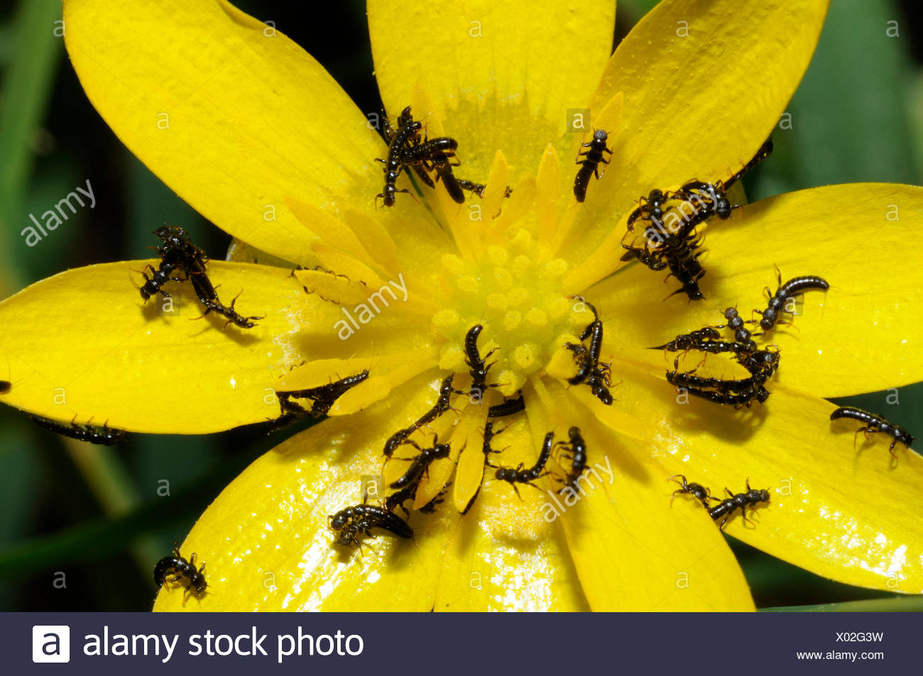 Meloe Violaceus High Resolution Stock Photography and Images - Alamy