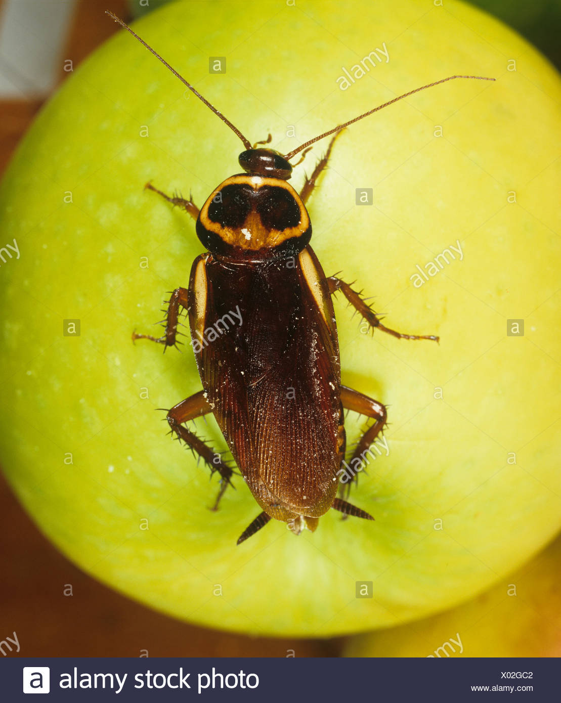 Australian Cockroach Periplaneta Australasiae High Resolution Stock ...