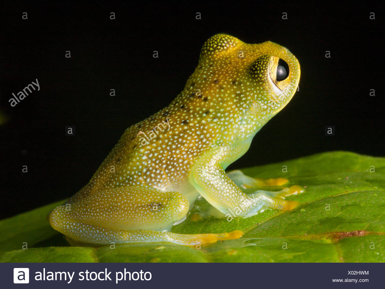 Granular Stock Photos & Granular Stock Images - Alamy