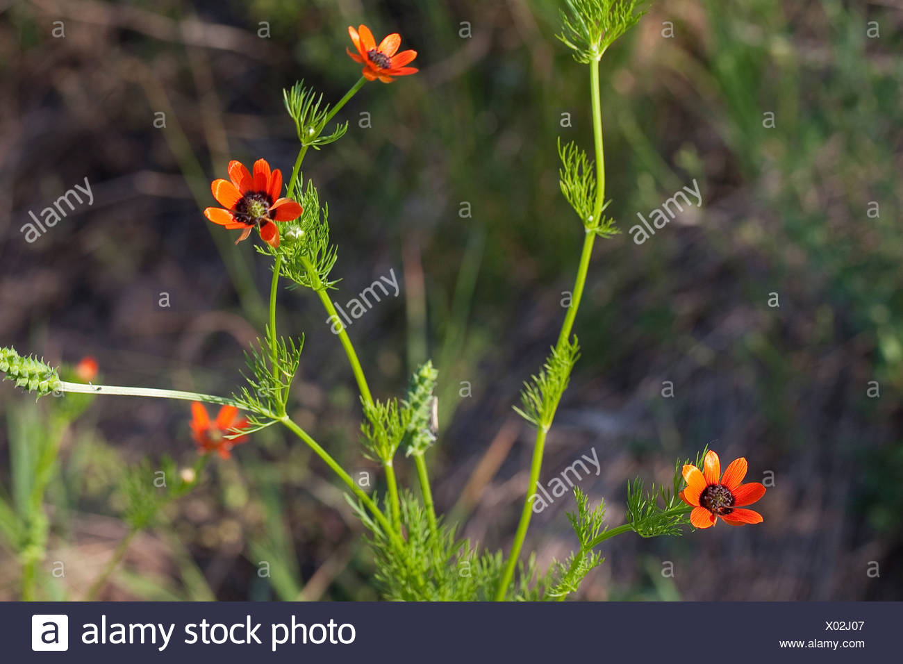 Adonis Aestivalis High Resolution Stock Photography and Images - Alamy