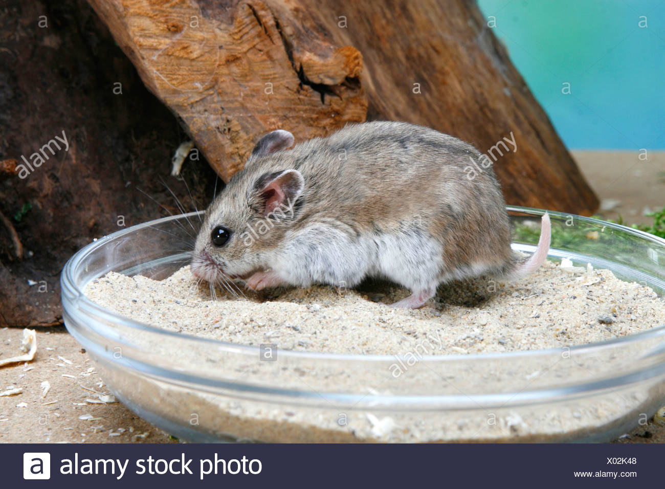 Chinese Hamster Cricetulus Griseus Pet High Resolution Stock ...