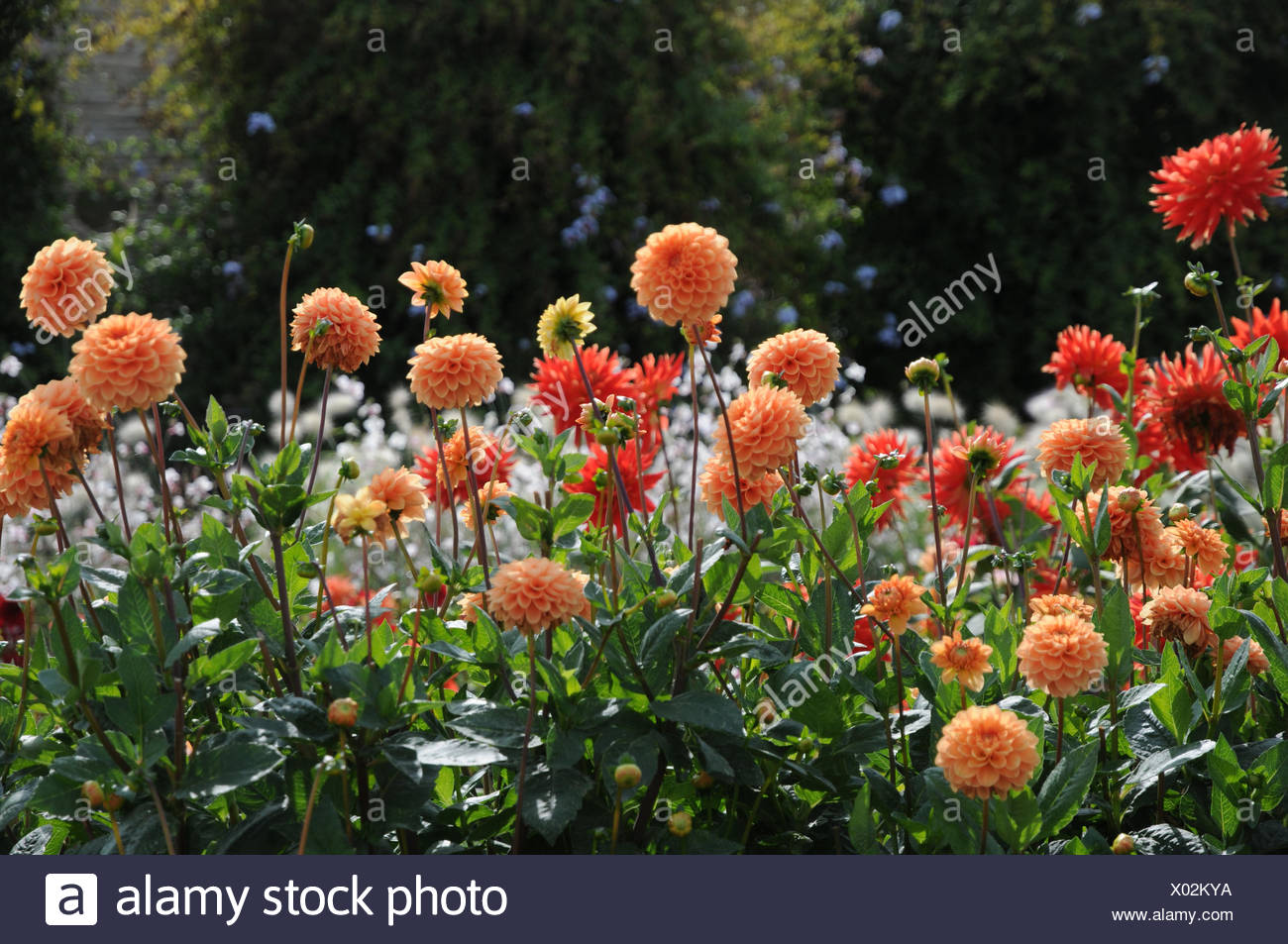Ball Dahlia Stock Photos & Ball Dahlia Stock Images - Alamy
