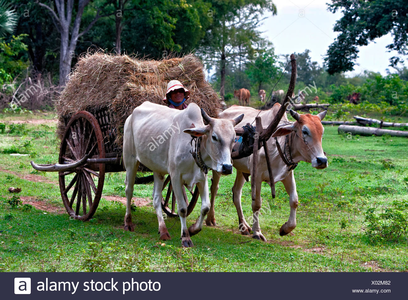 Ox Wagons Stock Photos & Ox Wagons Stock Images - Alamy