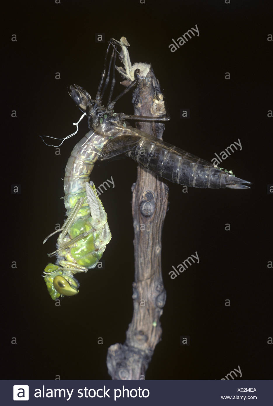 Insect Emergence High Resolution Stock Photography and Images - Alamy