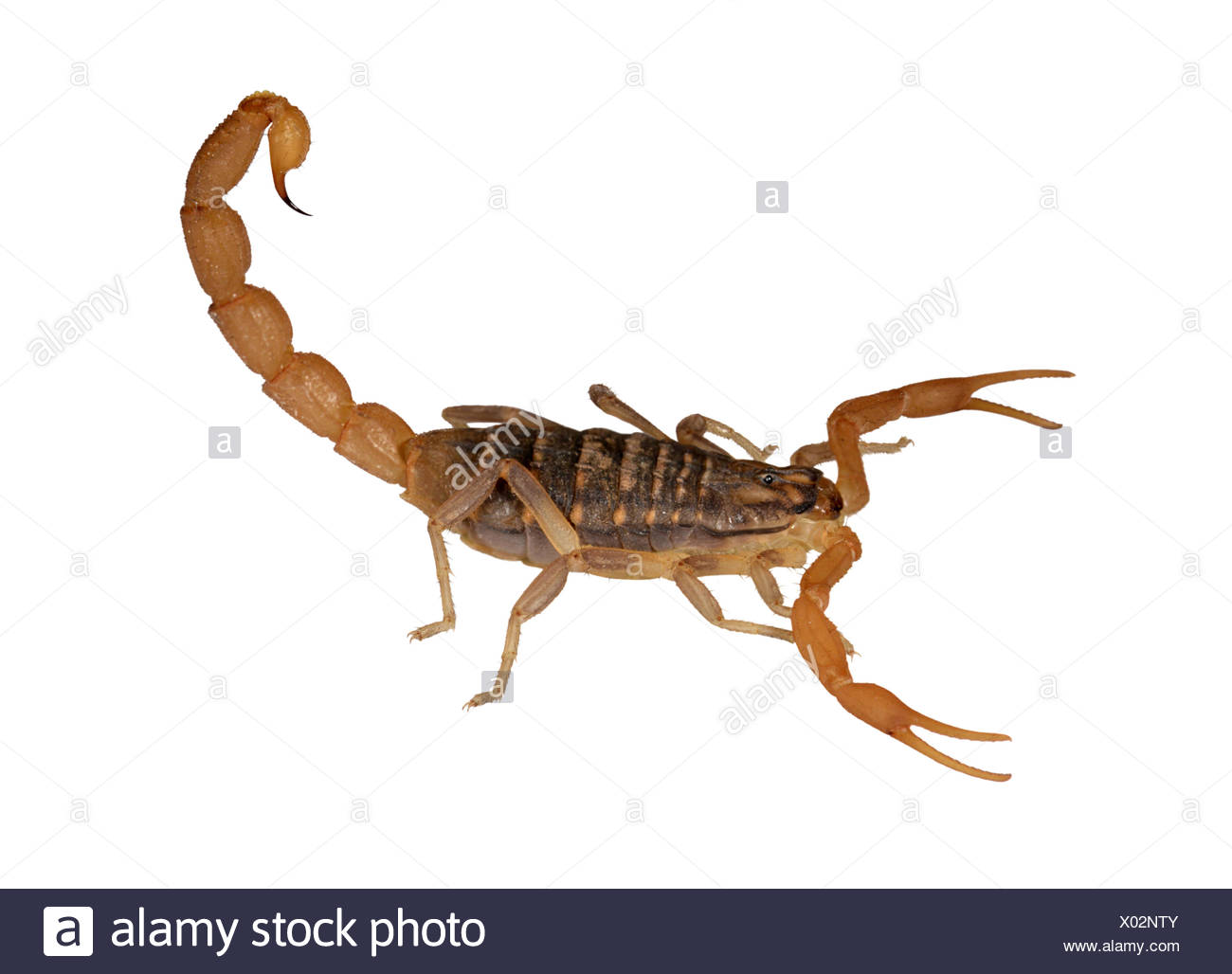 European Scorpion High Resolution Stock Photography and Images - Alamy
