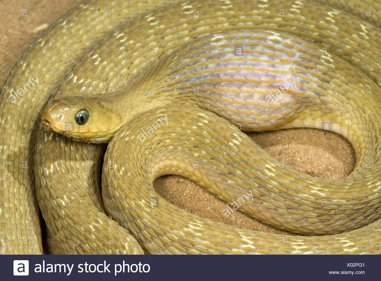 Common Egg Eating Snake High Resolution Stock Photography and Images ...