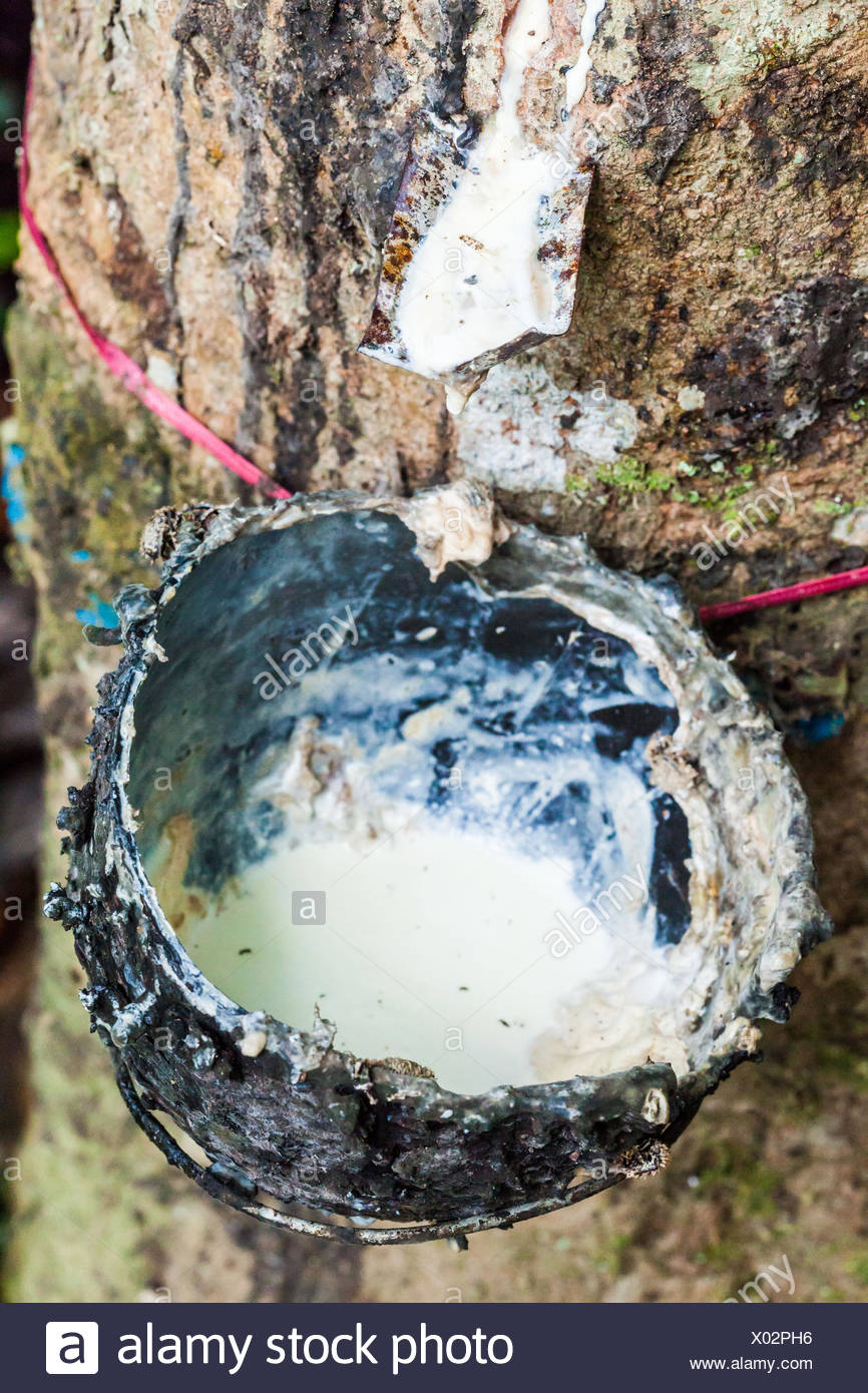 Milky Sap Stock Photos & Milky Sap Stock Images - Alamy