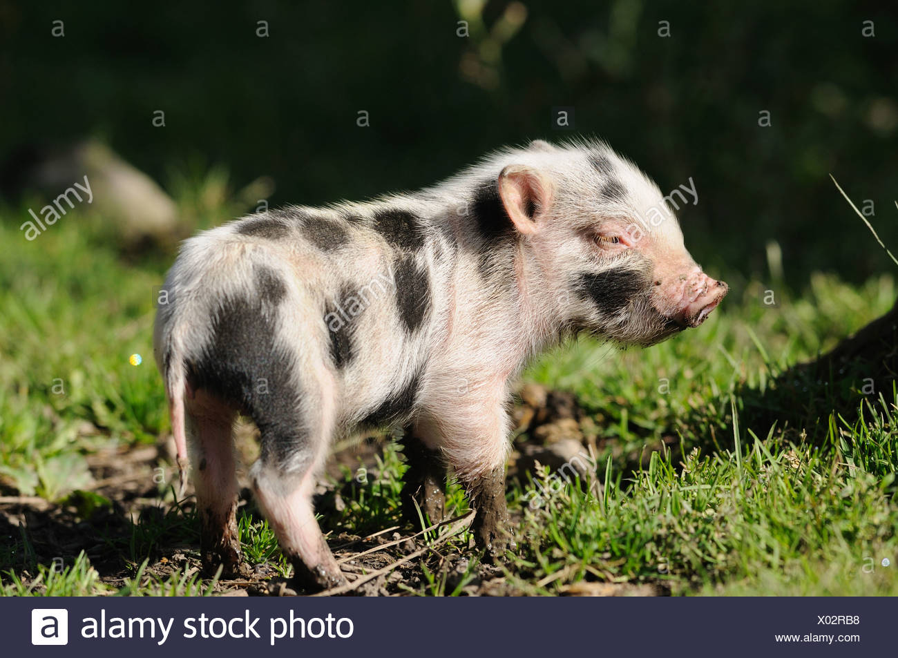 Vietnamese Pigs High Resolution Stock Photography and Images - Alamy