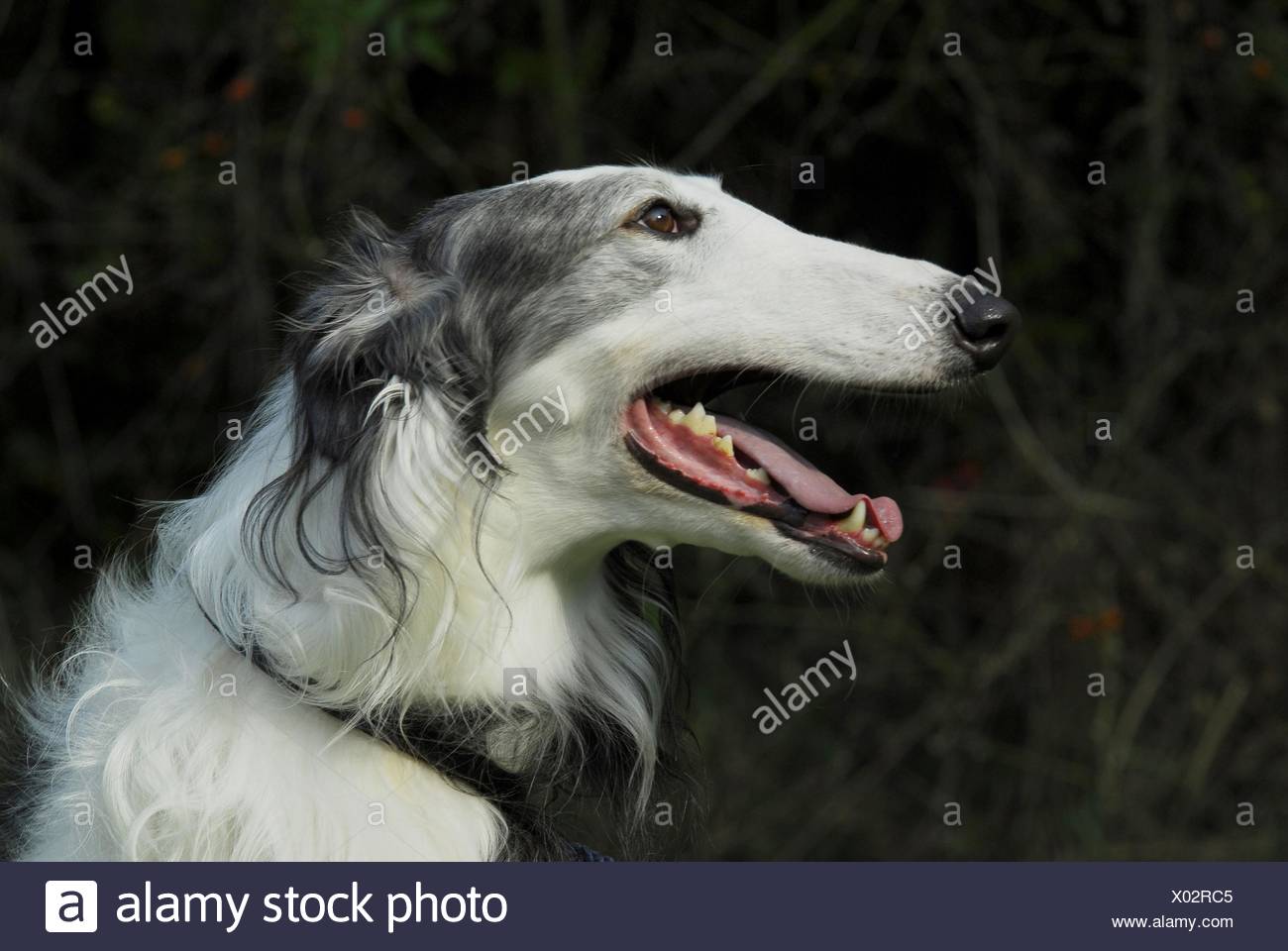 Borzois High Resolution Stock Photography and Images - Alamy