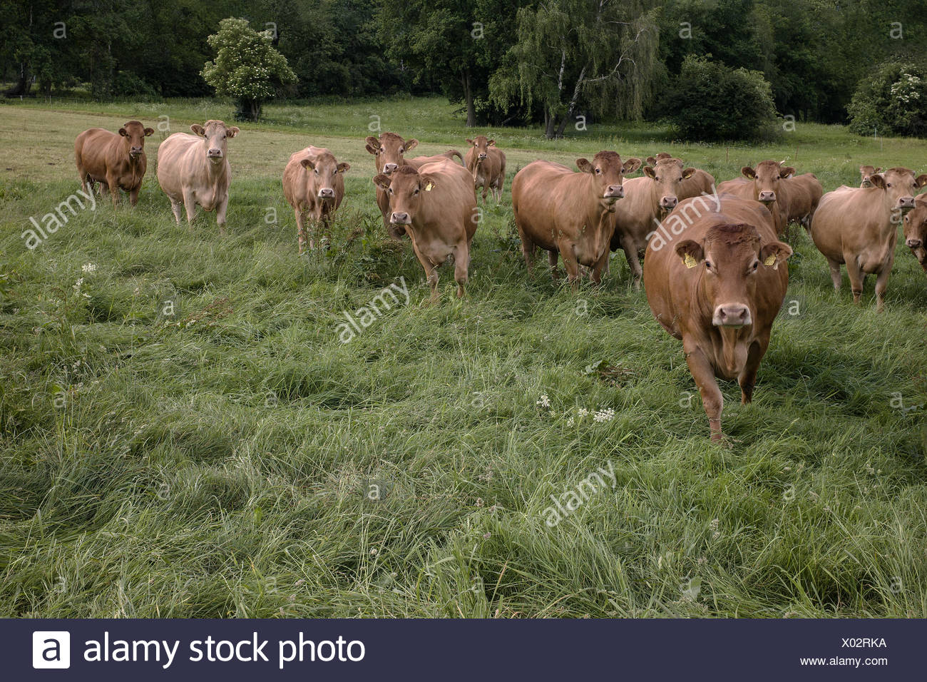 Prying Stock Photos & Prying Stock Images - Alamy