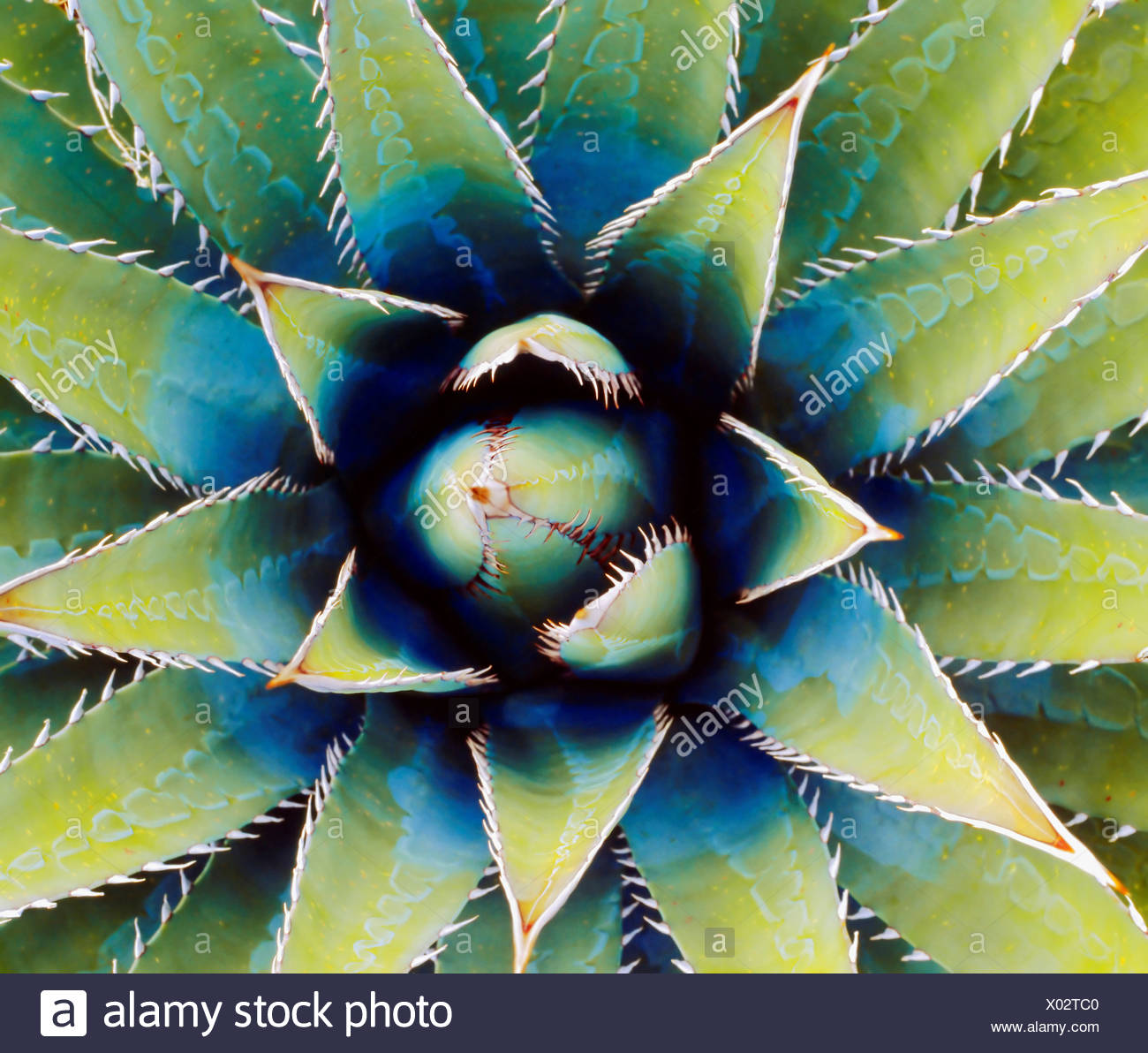 Basal Rosette Stock Photos & Basal Rosette Stock Images - Alamy