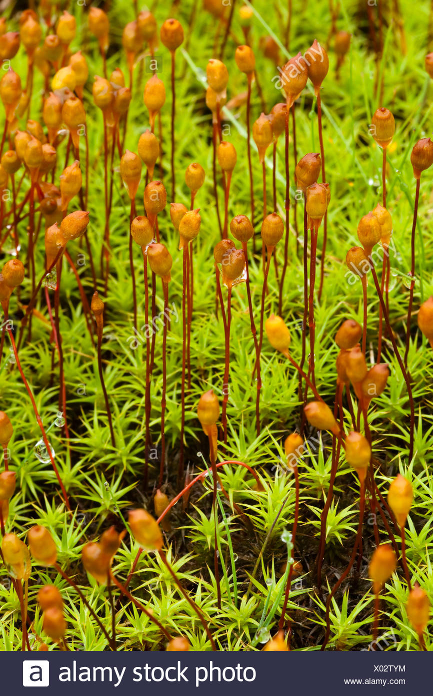 Polytrichum Capsule High Resolution Stock Photography and Images - Alamy