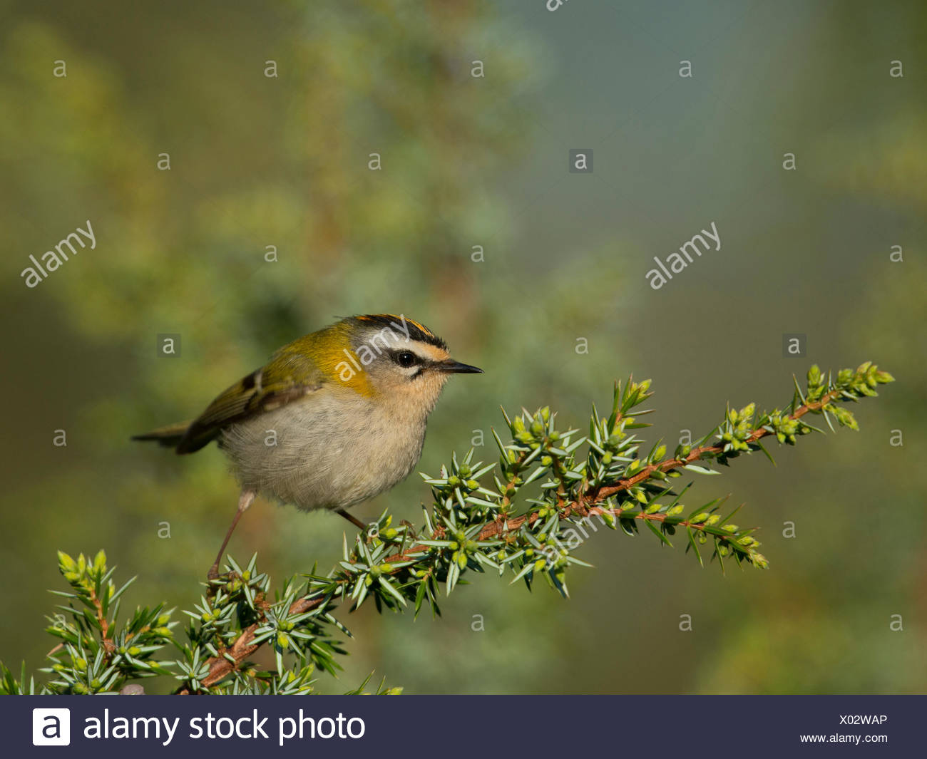 Common Firecrest Stock Photos & Common Firecrest Stock Images - Alamy