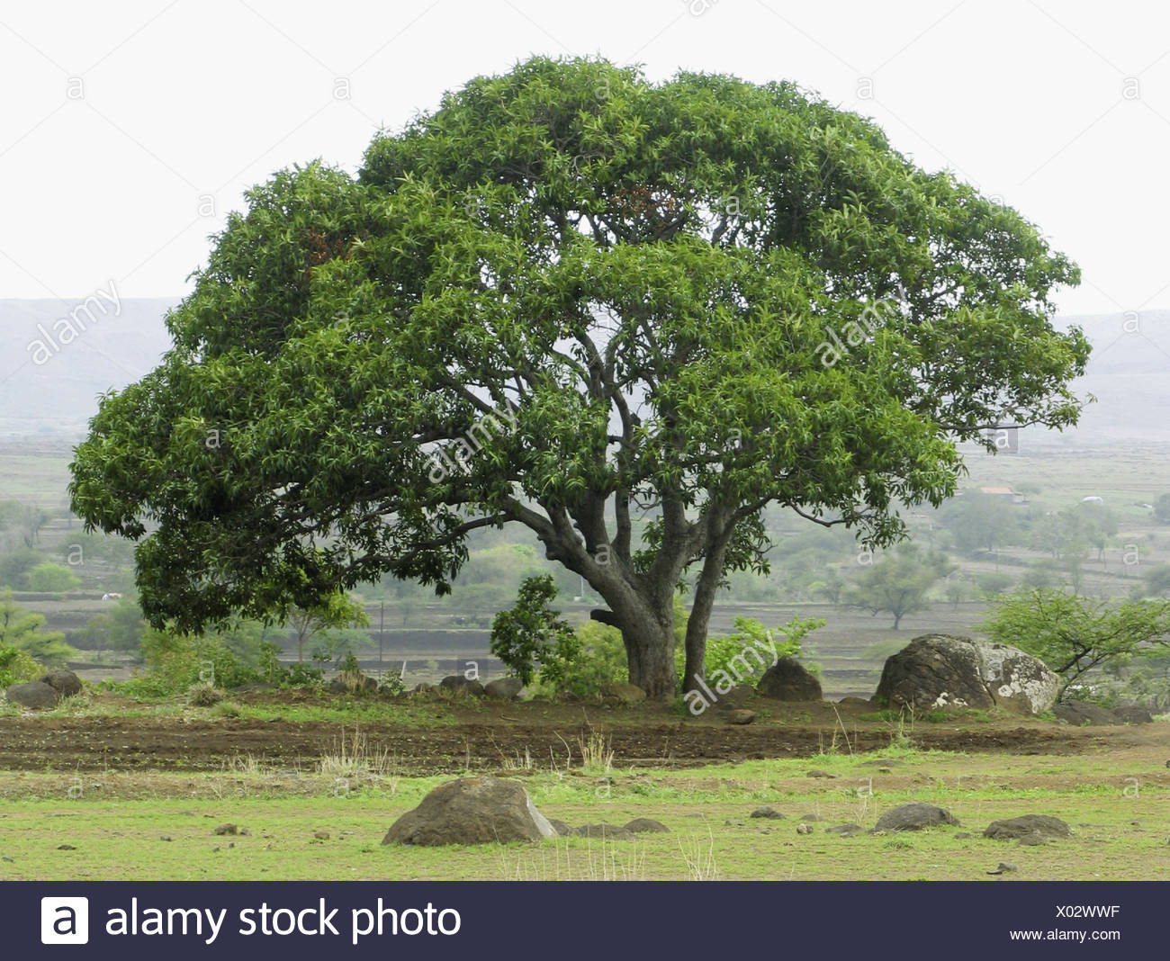 Mango Tree High Resolution Stock Photography and Images - Alamy