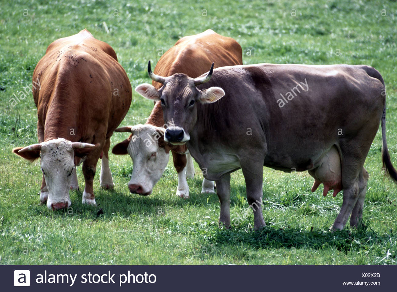 Bos Primigenius Forma Taurus High Resolution Stock Photography and ...