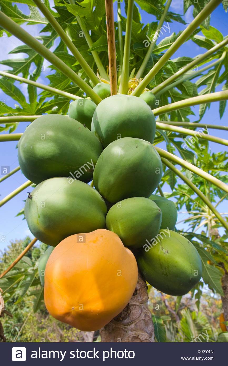 Pawpaw Plant High Resolution Stock Photography and Images - Alamy