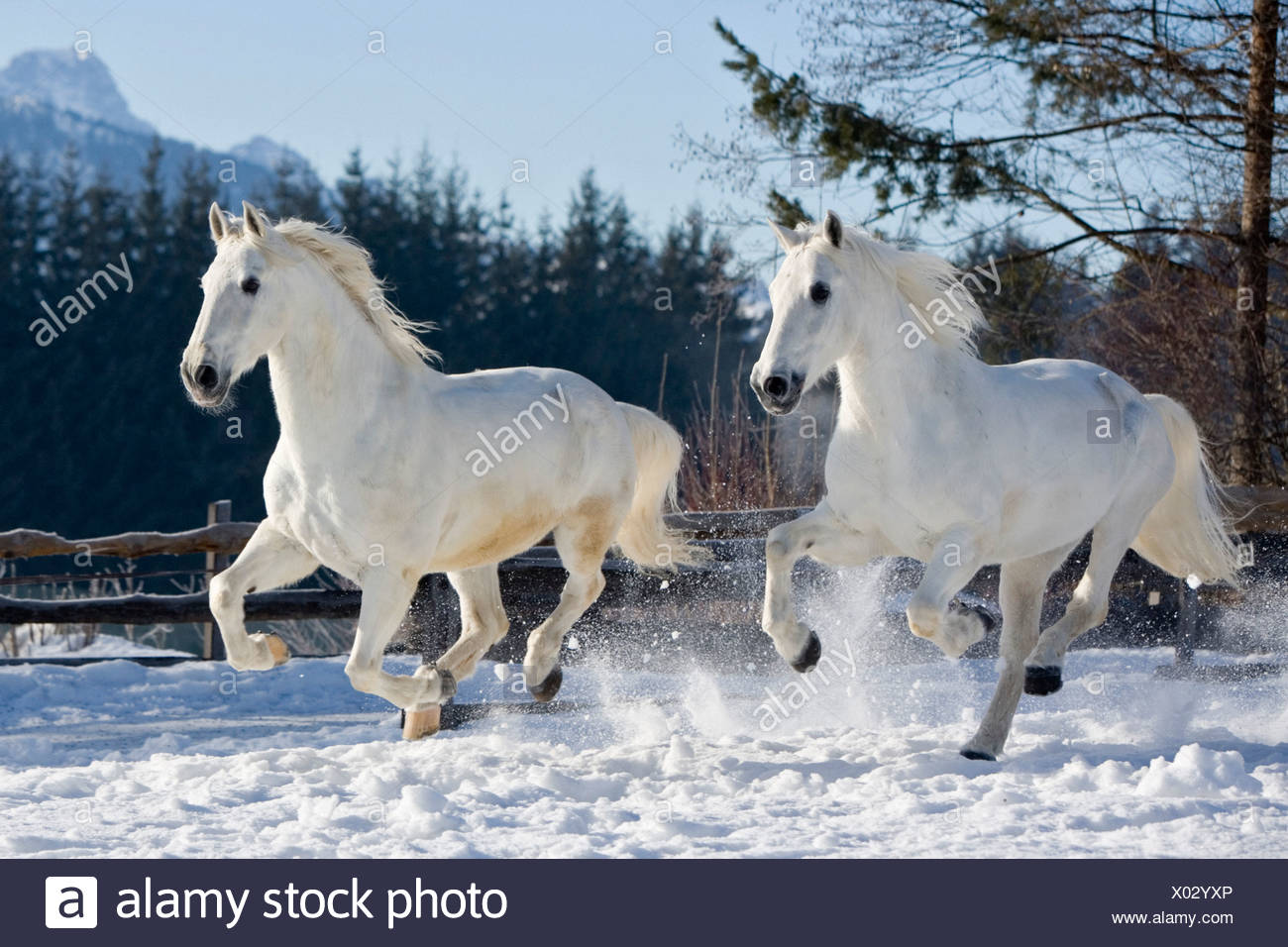 Lipizzans Horses High Resolution Stock Photography and Images - Alamy