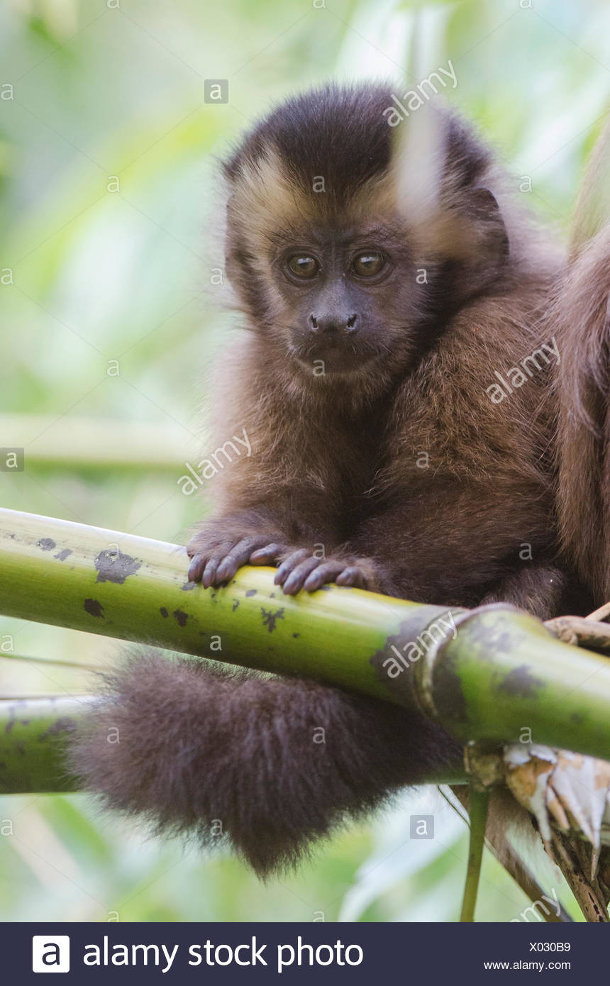 Sapajus Apella Stock Photos & Sapajus Apella Stock Images - Alamy