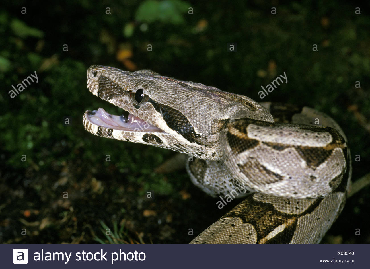 Snake Open Mouth Stock Photos & Snake Open Mouth Stock Images - Alamy