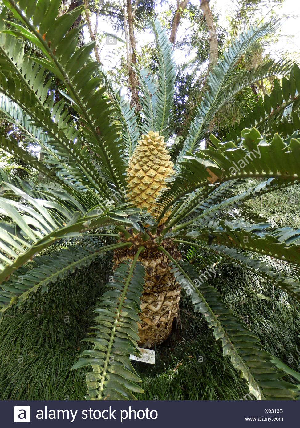 Lebombo High Resolution Stock Photography and Images - Alamy