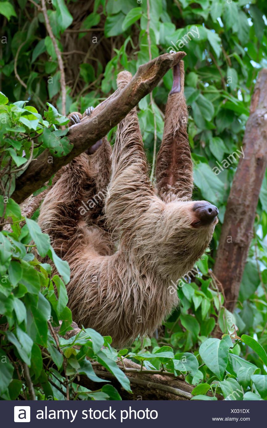 Choloepus Didactylus High Resolution Stock Photography and Images - Alamy