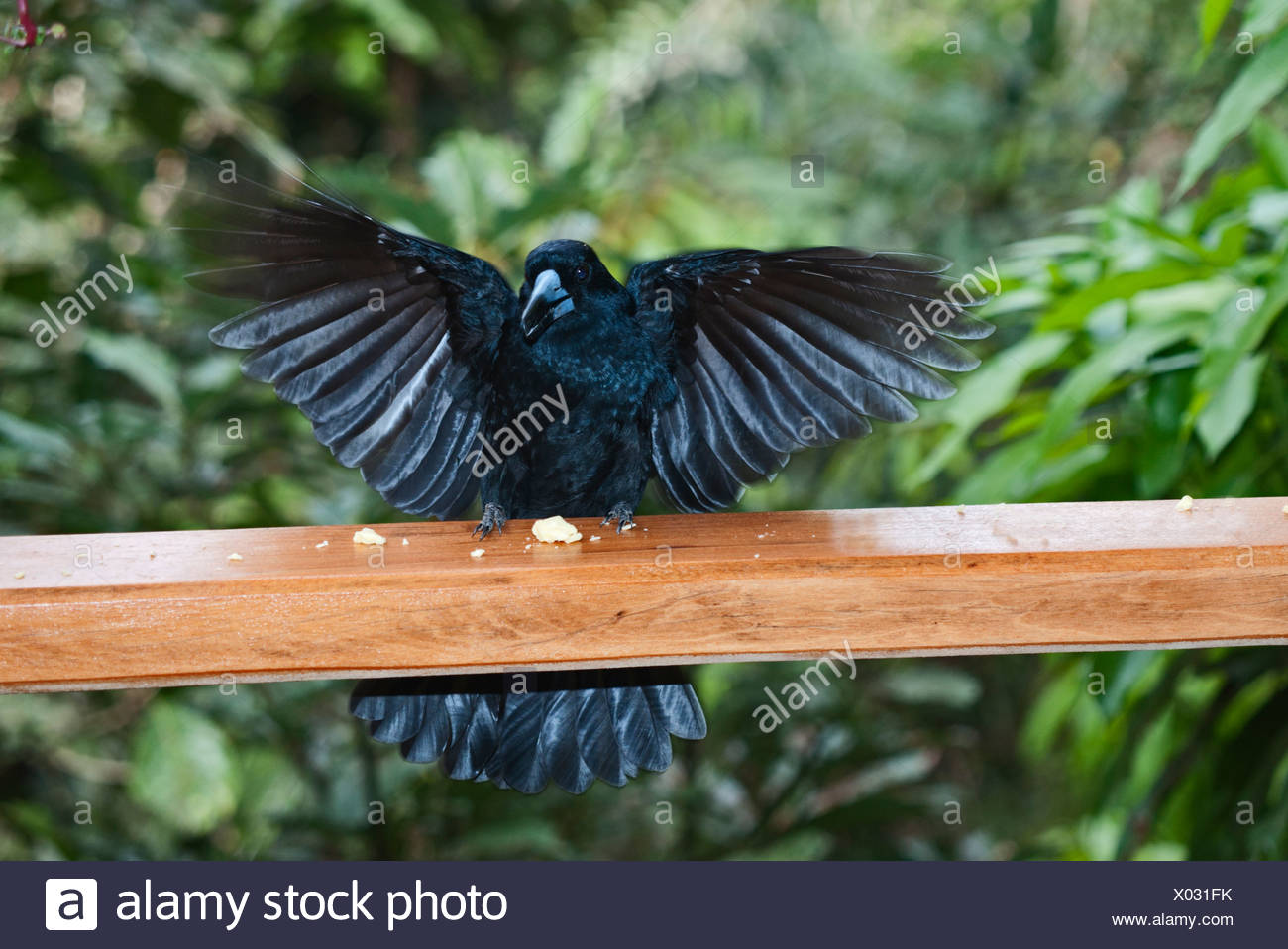 Black Butcherbird High Resolution Stock Photography and Images - Alamy