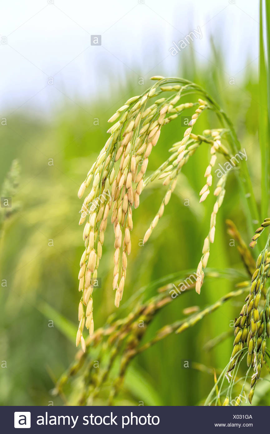 Bunch Of Paddy Stock Photos & Bunch Of Paddy Stock Images - Alamy
