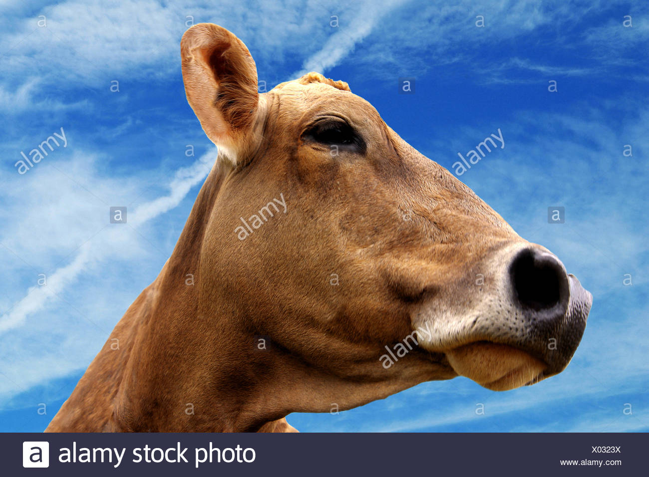 Cow Head High Resolution Stock Photography and Images - Alamy