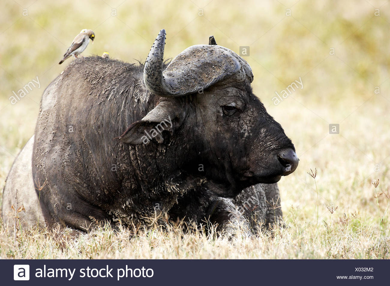 African Wattled Starlings High Resolution Stock Photography and Images ...
