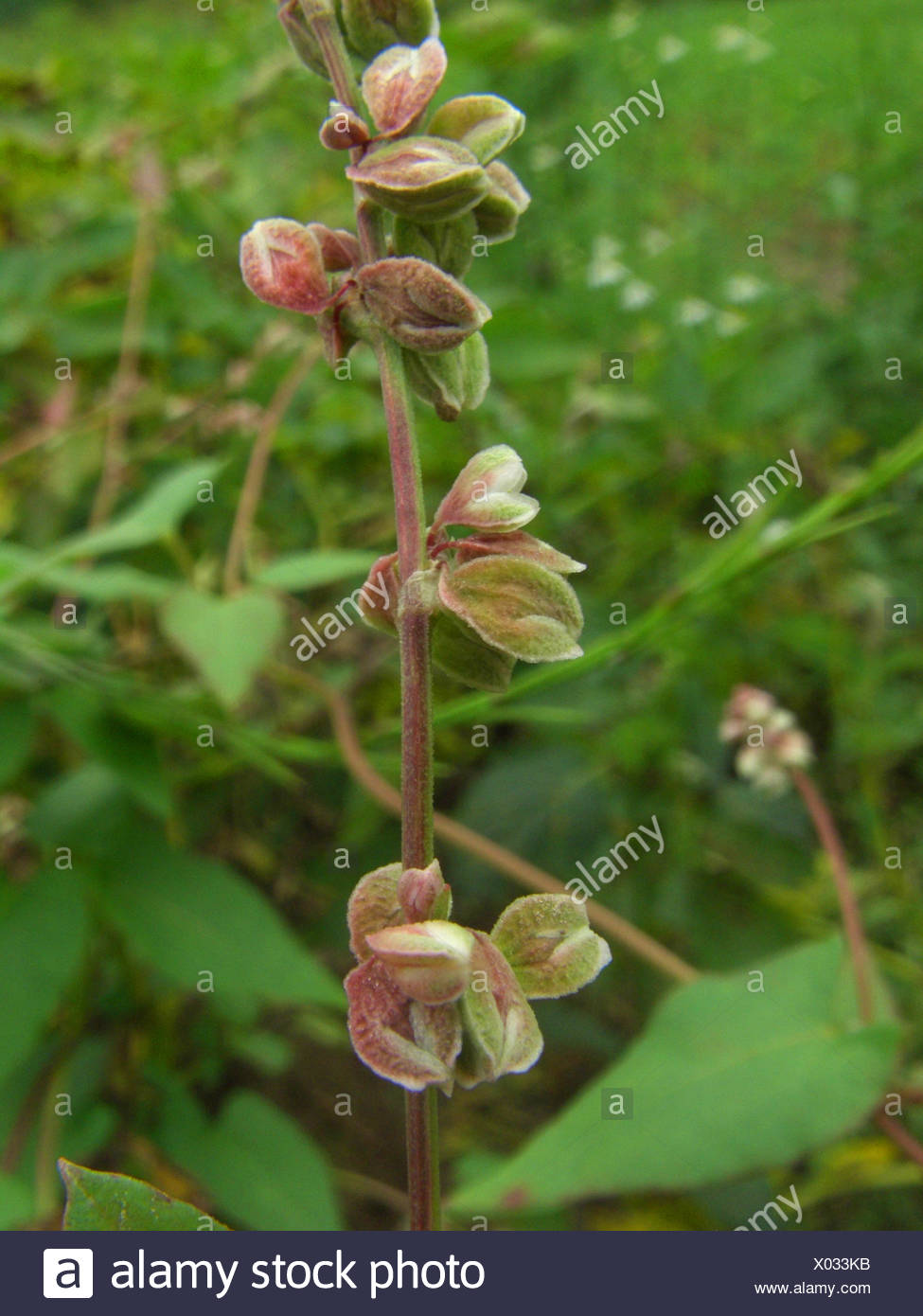 Polygonum Convolvulus High Resolution Stock Photography and Images - Alamy