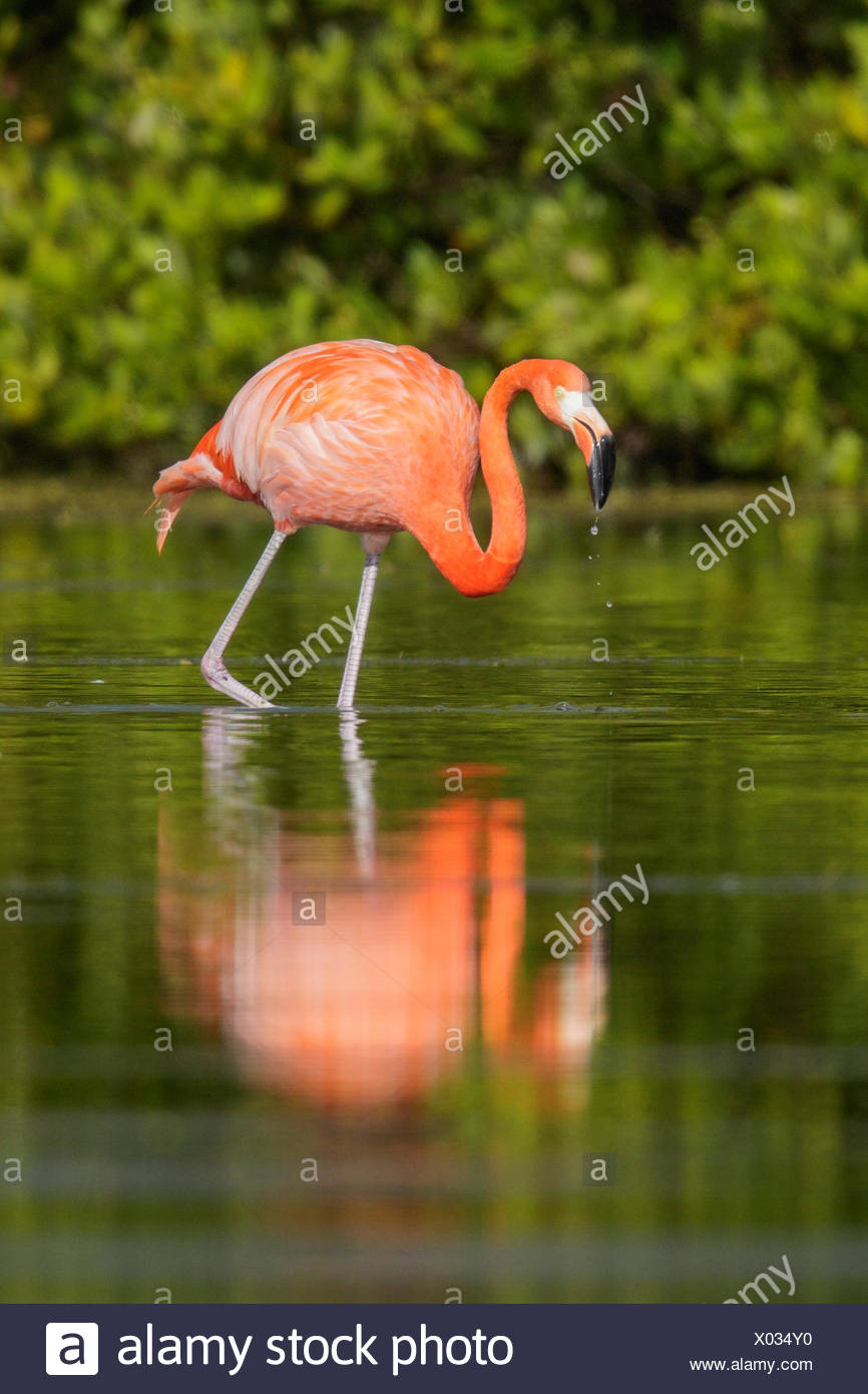 Cuba Flamingo High Resolution Stock Photography and Images - Alamy
