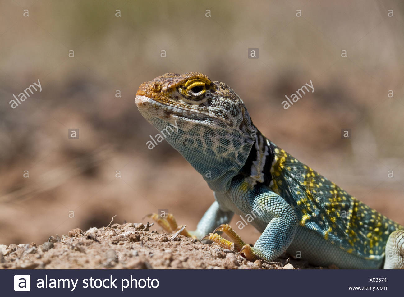 Yellow Headed Lizard Stock Photos & Yellow Headed Lizard Stock Images ...