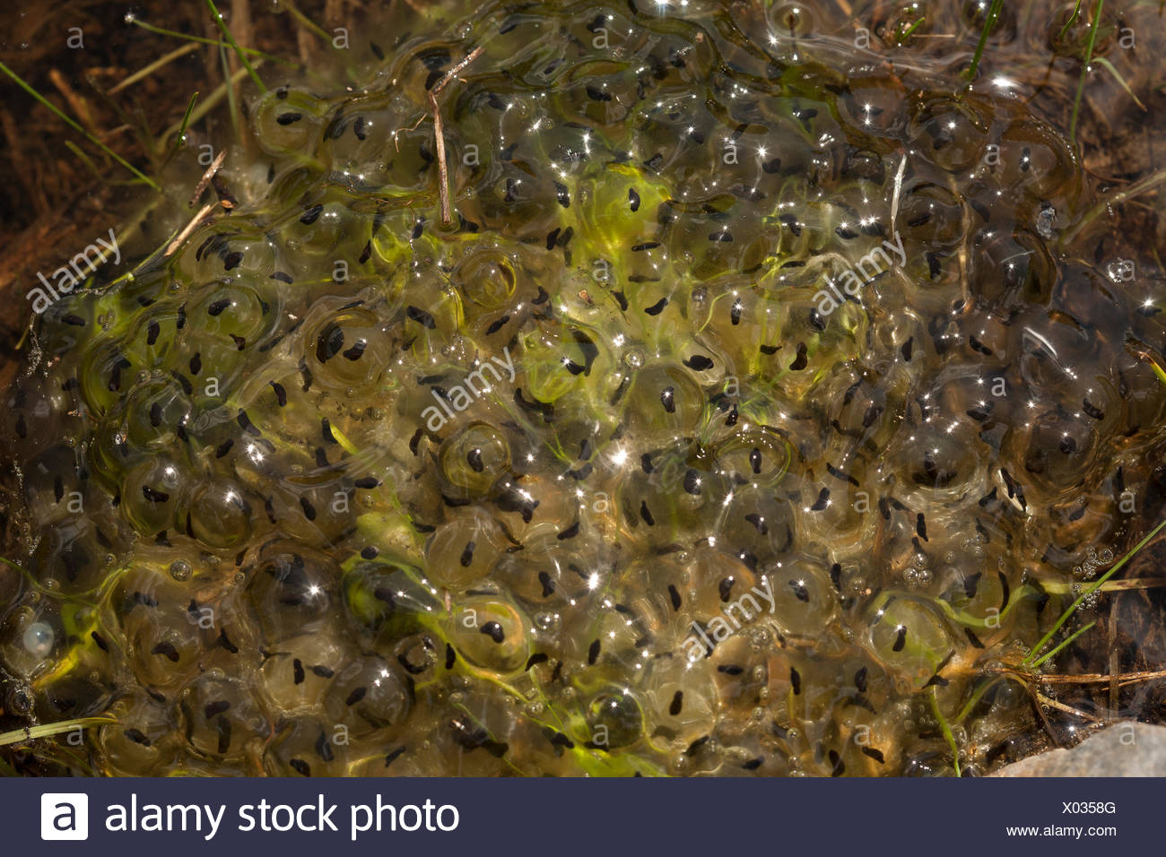 Egg Mass High Resolution Stock Photography and Images - Alamy