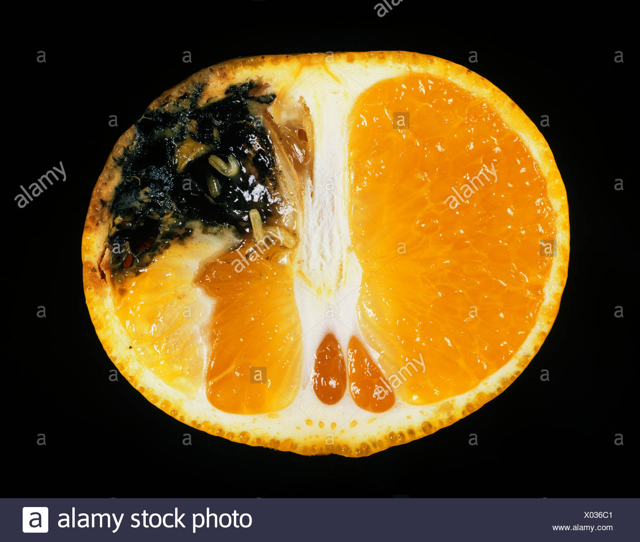 Ceratitis Capitata High Resolution Stock Photography and Images - Alamy