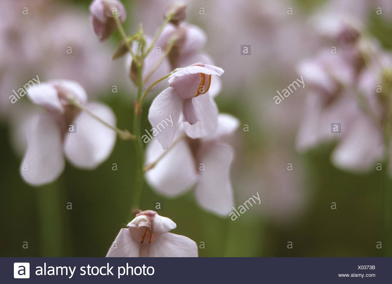 Reniformis High Resolution Stock Photography and Images - Alamy