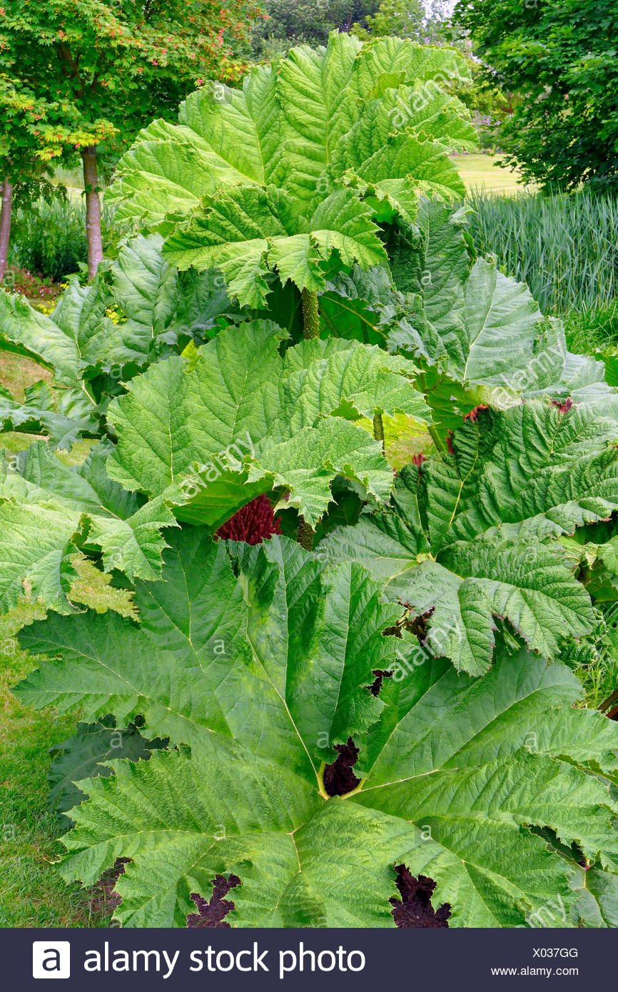 Gunnera Manicata Or Giant Gunnera Plant Stock Photos & Gunnera Manicata ...