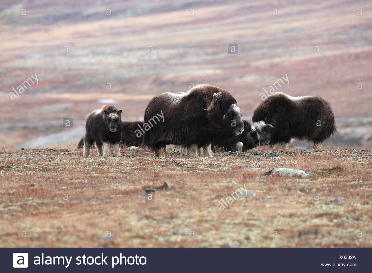 Moschustier High Resolution Stock Photography and Images - Alamy