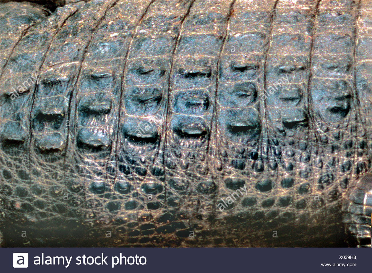 Crocodile Skins High Resolution Stock Photography and Images - Alamy