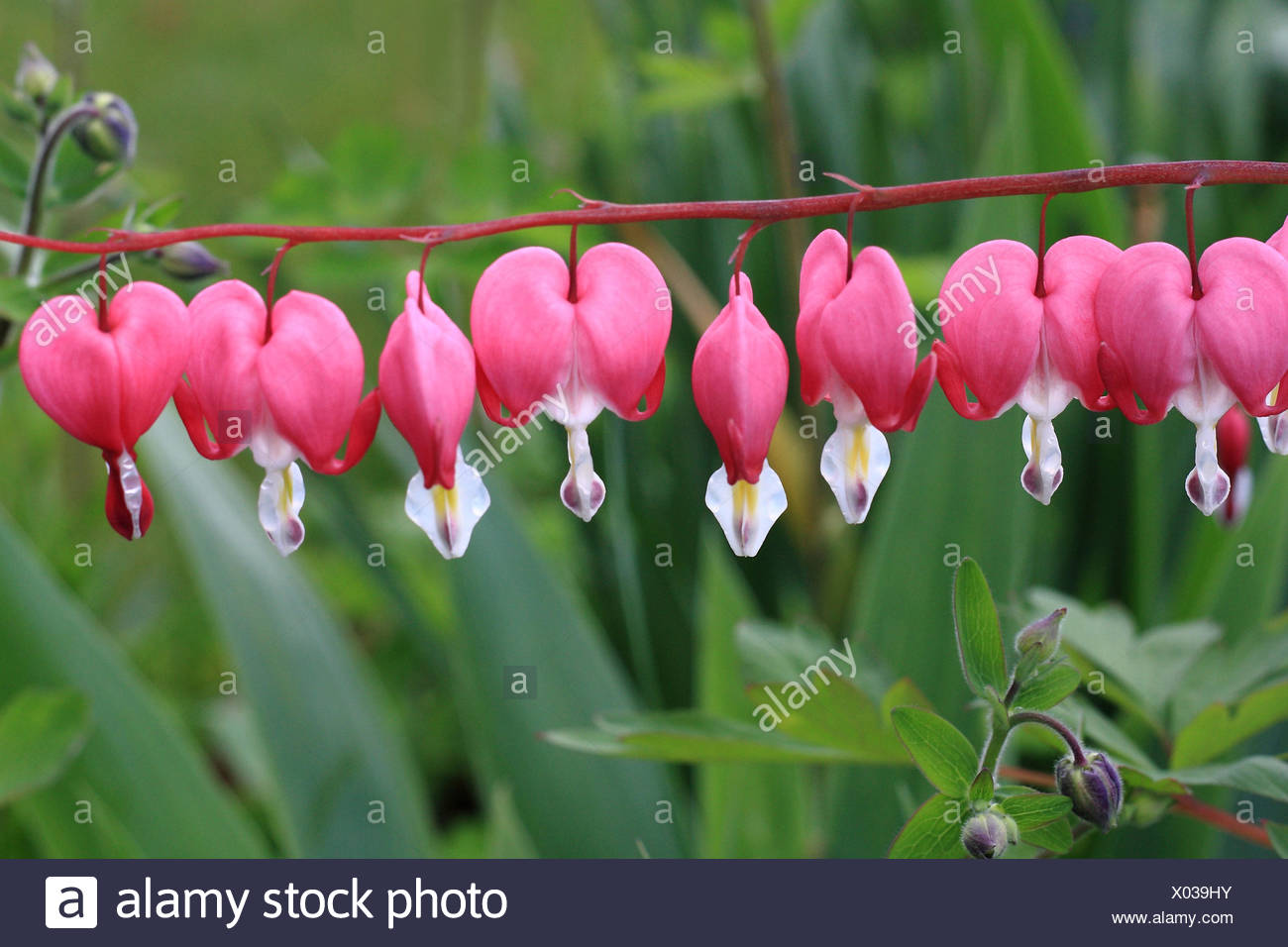 Crying Heart Stock Photos & Crying Heart Stock Images - Alamy