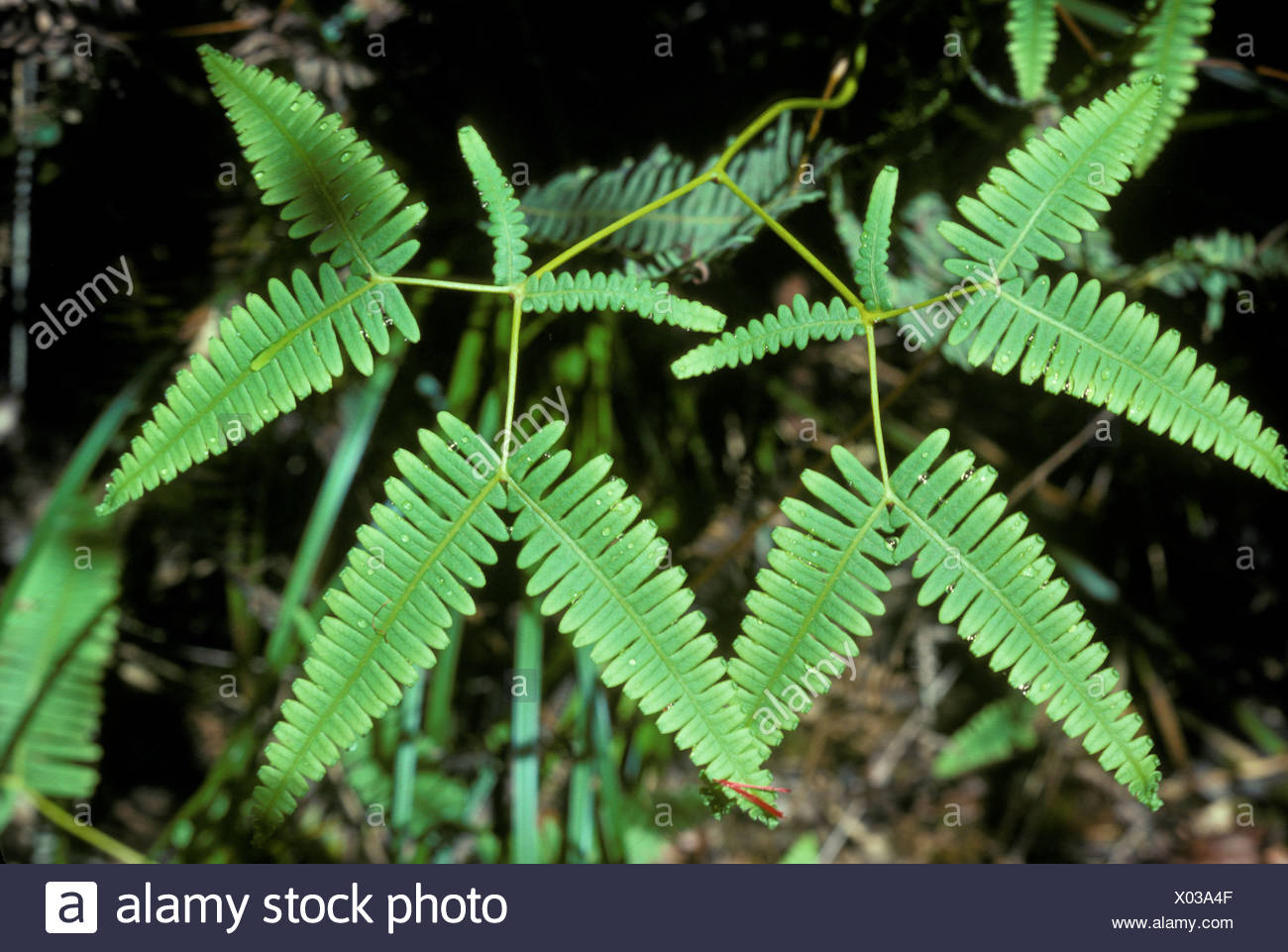 Uluhe Fern High Resolution Stock Photography and Images - Alamy