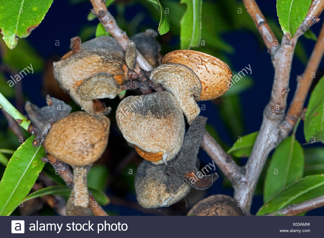 Amygdalus Communis High Resolution Stock Photography and Images - Alamy