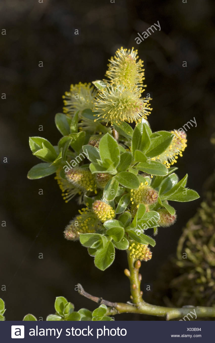Dwarf Willow Tree High Resolution Stock Photography and Images - Alamy