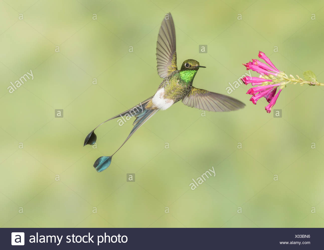 Tail Wing Stock Photos & Tail Wing Stock Images - Alamy