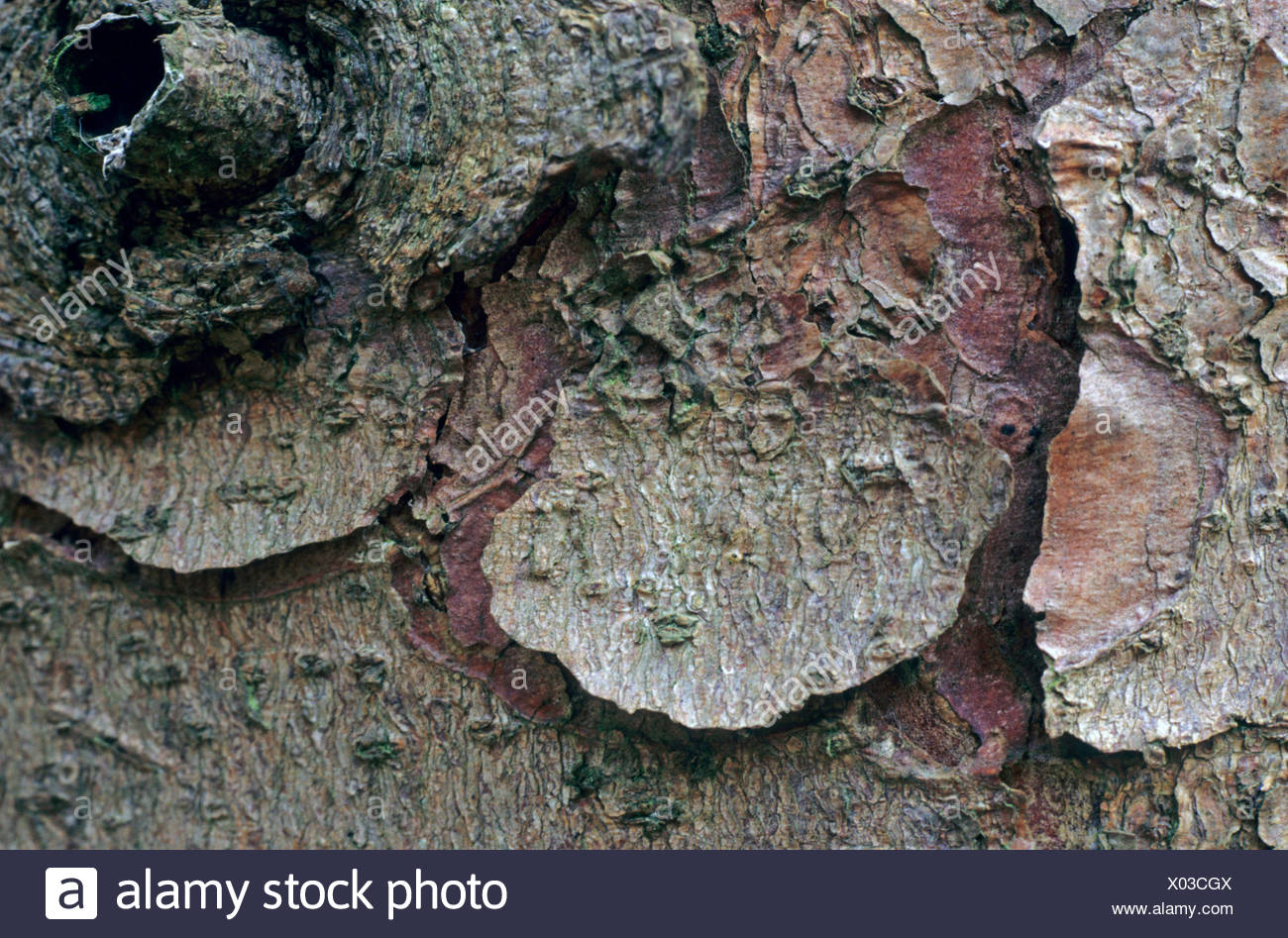 Picea Mexicana High Resolution Stock Photography and Images - Alamy