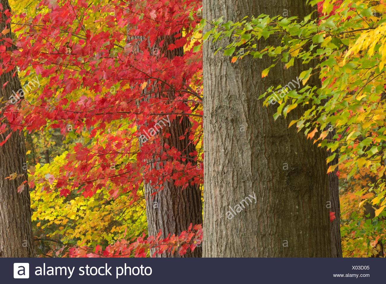 West Hartford Stock Photos & West Hartford Stock Images - Alamy