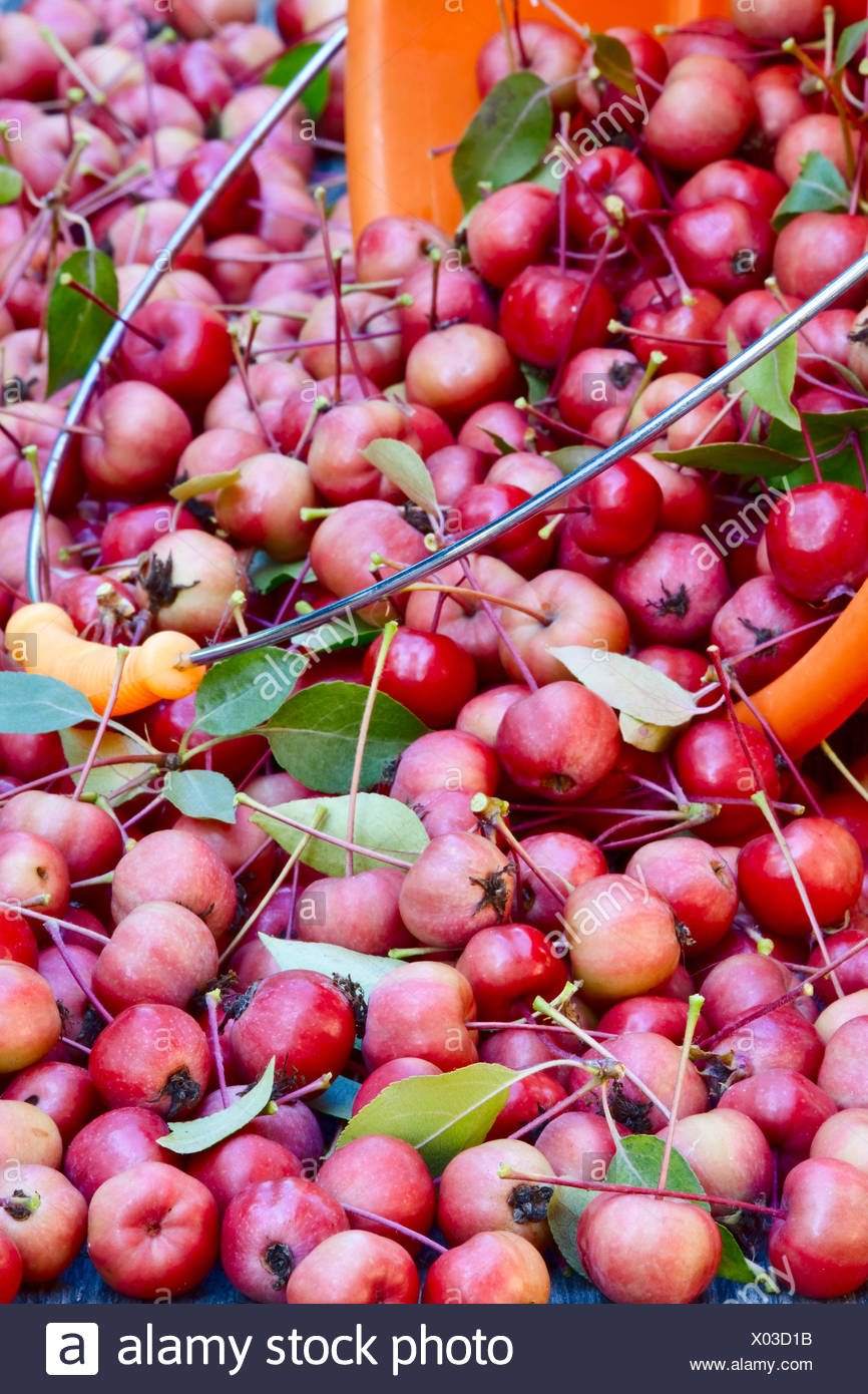 Wild Apples Stock Photos & Wild Apples Stock Images - Alamy